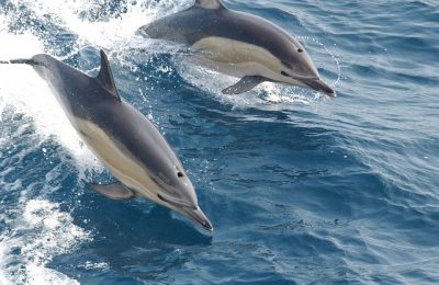 Toda la información sobre los delfines - deDelfines
