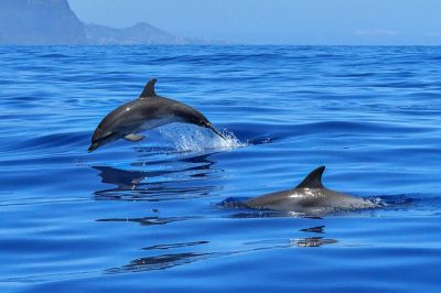 Toda la información sobre los delfines - deDelfines