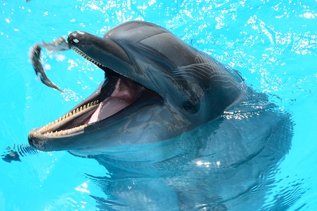 Toda la información sobre los delfines - deDelfines